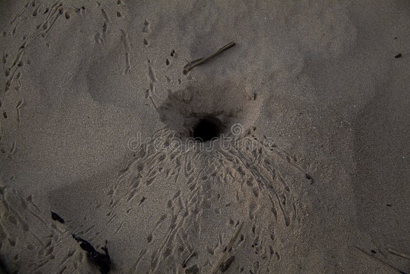 Crab Tracks and Hole on Beach Stock Image - Image of brown, crab: 243668191