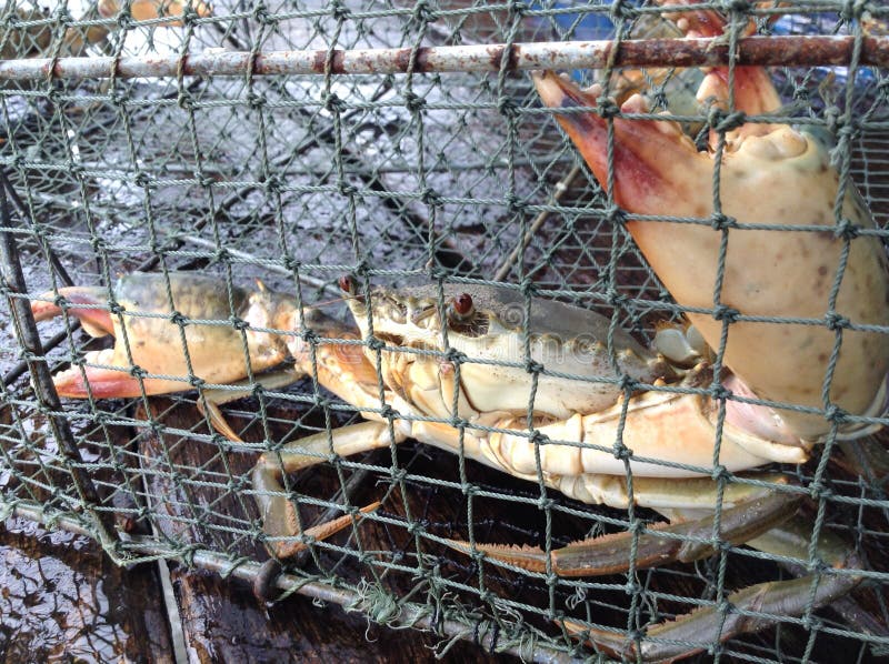 Crab trap stock image. Image of crabnet, cusine, crab - 99128051