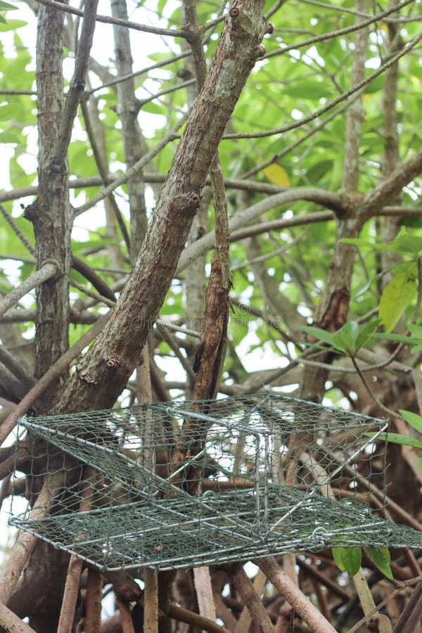A Crab Trap on a Mangrove Tree in the Mangrove Forest Stock Photo ...