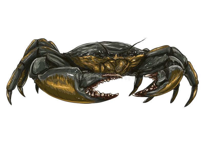Crab Design Stock Illustrations – 36,248 Crab Design Stock ...