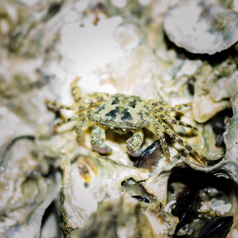 Crab walking. stock photo. Image of crab, shell, animal - 41872804
