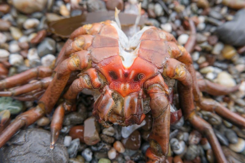 Crab on the beach stock image. Image of coast, fisherman - 154928179