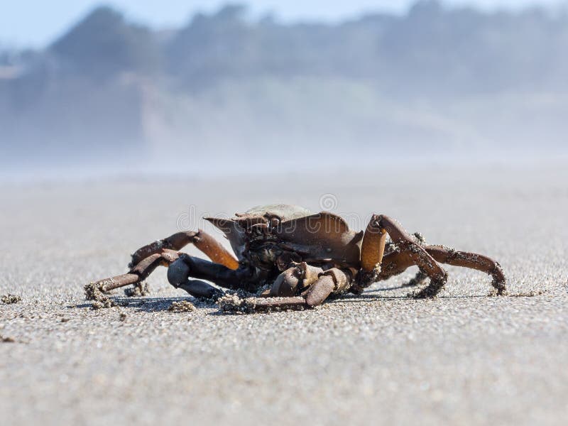 Crab on the beach stock image. Image of floaters, colors - 209422159