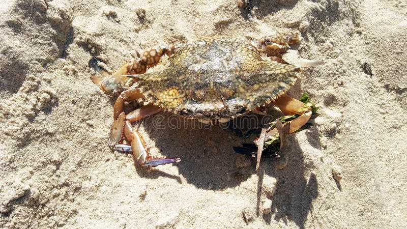 The Crab Washed Up on the Beach Stock Photo - Image of beach ...