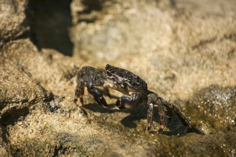 Crab on wet rock stock photo. Image of nature, natural - 59494728