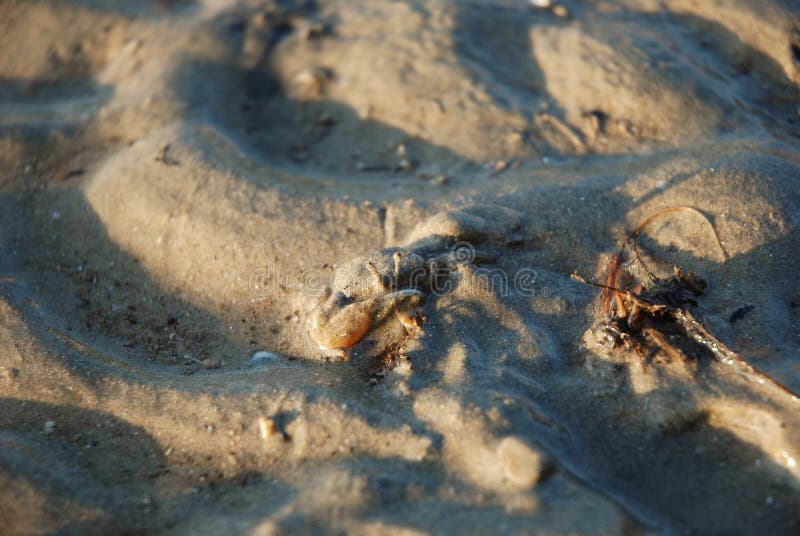 Crab in the Wet Sand stock image. Image of animal, critter - 119366525