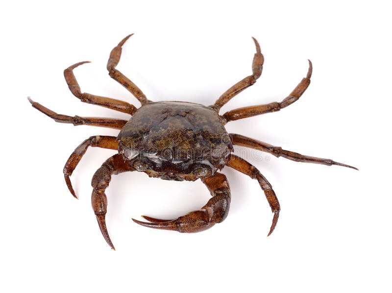 Crab on white background stock image. Image of front - 118165213