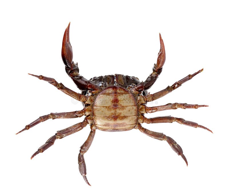 Crab on white background stock photo. Image of closeup - 113105212