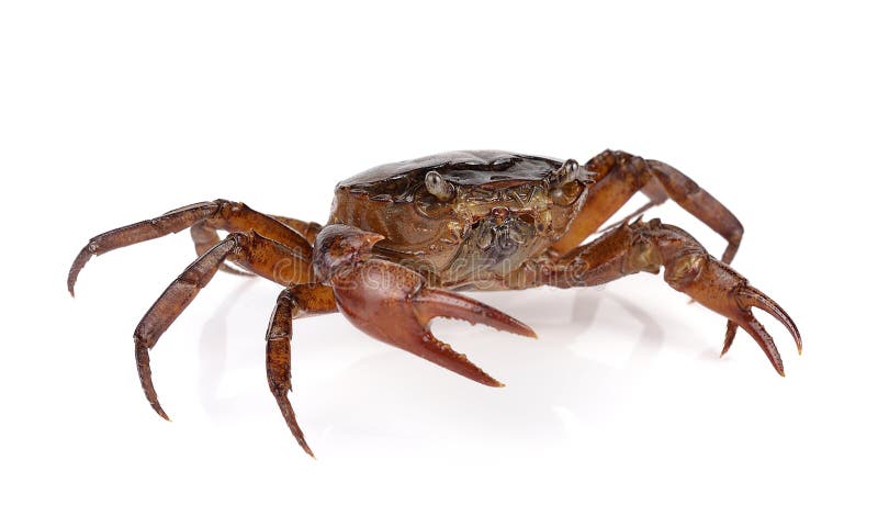 Crab on white background stock photo. Image of claw - 118166582
