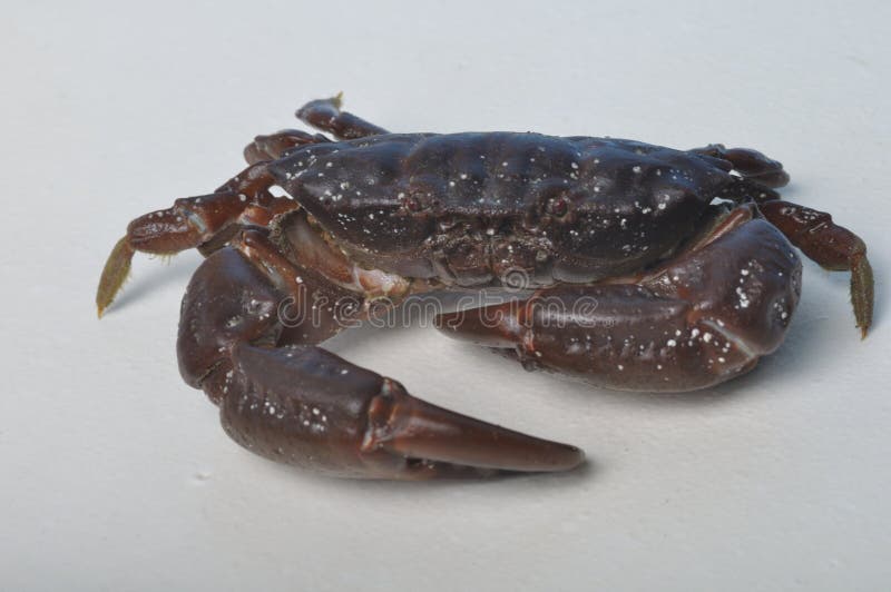 Crab on a white background stock photo. Image of invertebrate - 241856444