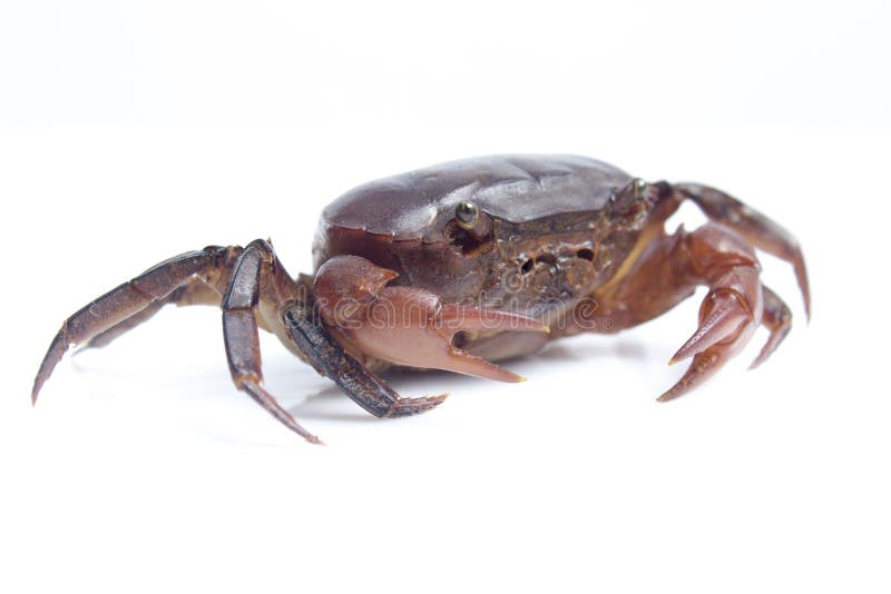 Crab on white background stock image. Image of fish, background - 33250713