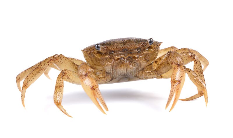 Crab on white background stock image. Image of aquatic - 34913163