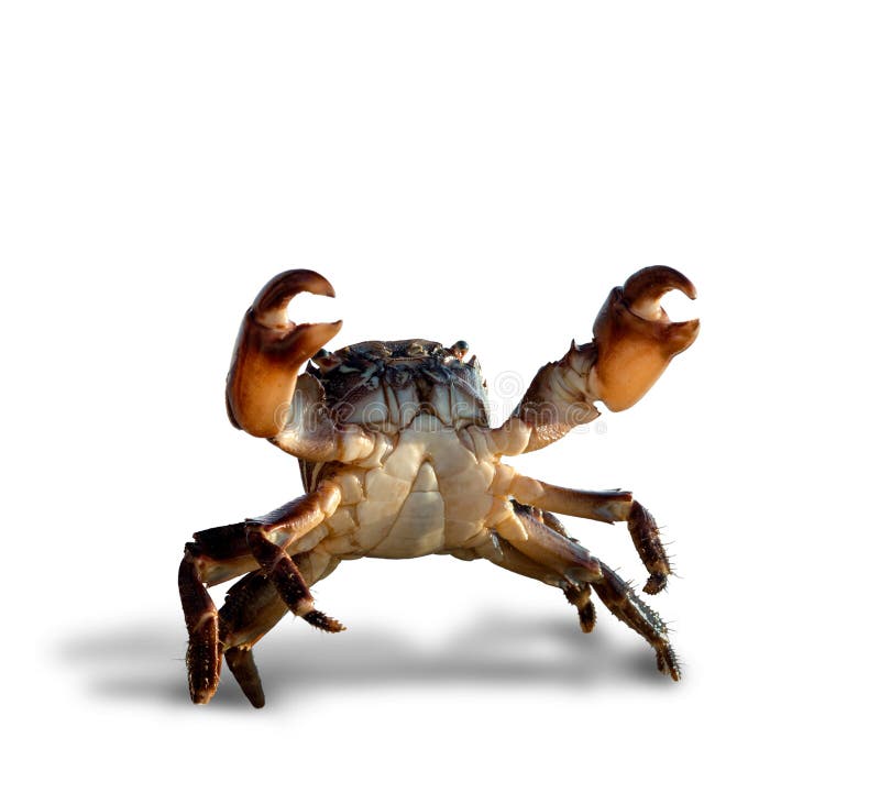 Crab on white background stock image. Image of wildlife - 133933479