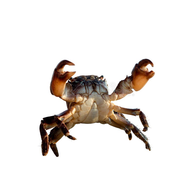 Crab on white background stock image. Image of crabbing - 133935831