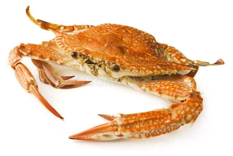 Crab on white background stock image. Image of crabbing - 133935831