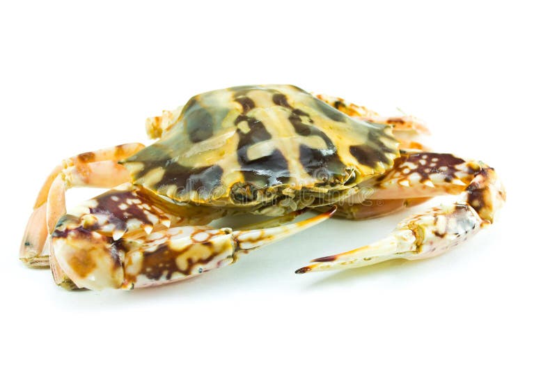 Crab on white background stock image. Image of crab, ocean - 40716297