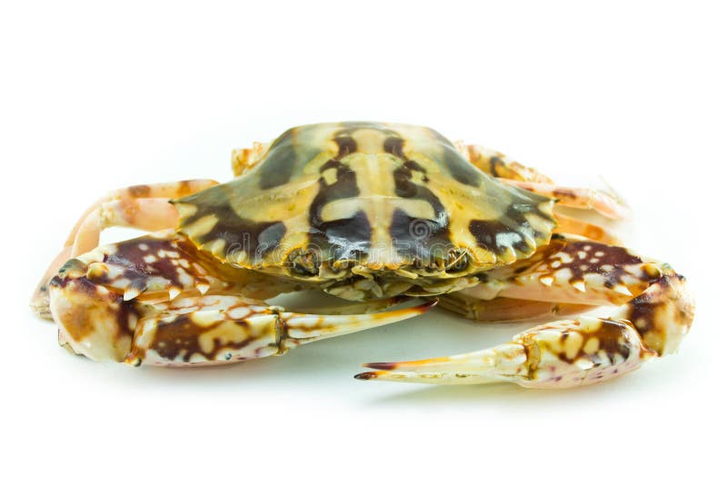 Crab on white background stock image. Image of marine - 40716391