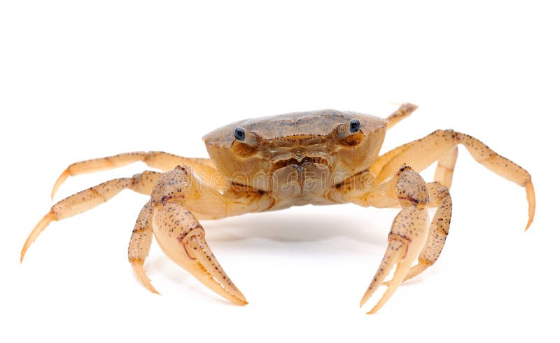 Crab on white background stock image. Image of background - 34127051
