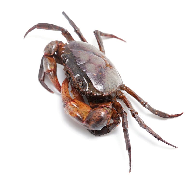 Crab on white background stock image. Image of aquatic - 34913163