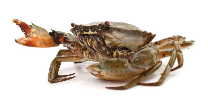 Mud Crab. stock image. Image of feast, nature, closeup - 138168487