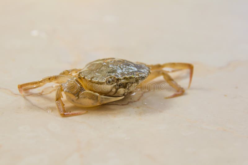 A Crab with a White Shell and a Black Head on a White Surface with a ...