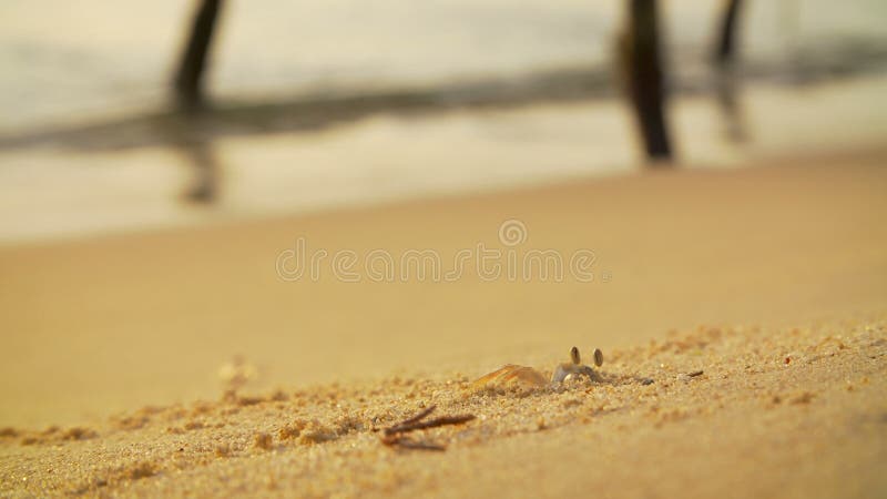 Crab at Work Digging on a Sandy Beach Stock Video - Video of curious ...