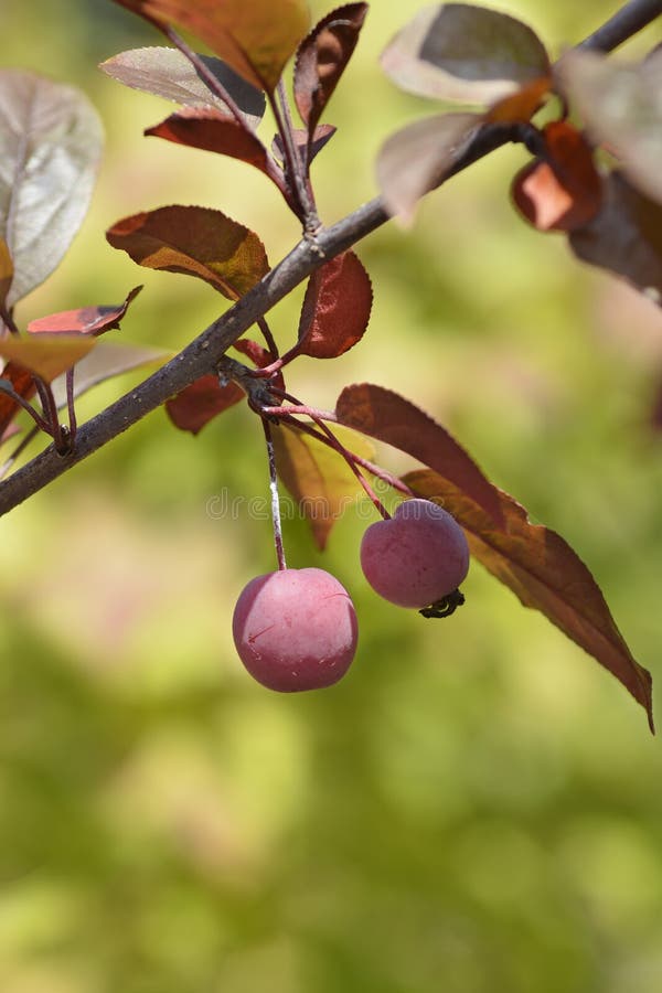 Crabapple Eleyi stock photo. Image of outdoors, close - 205901424