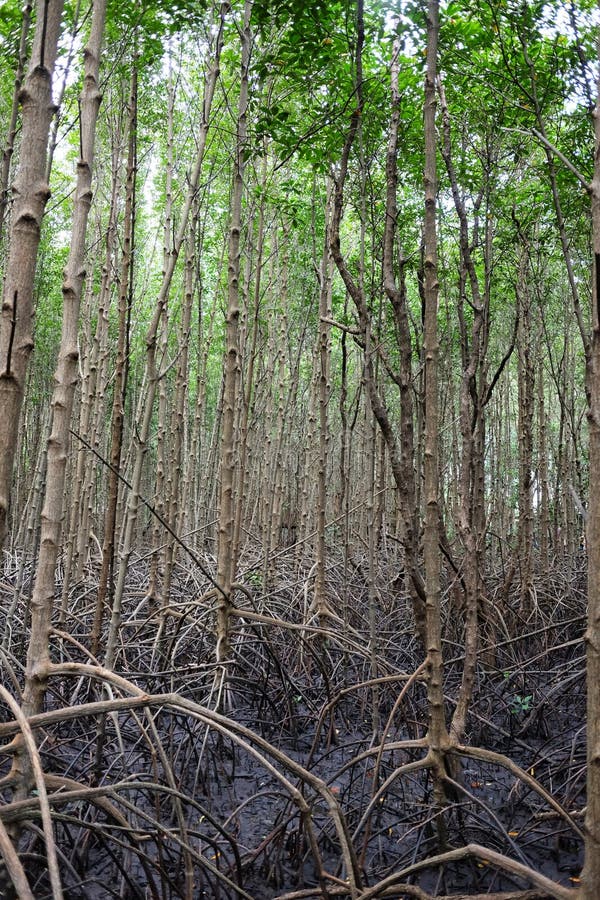 Crabapple Mangrove in Mangrove Forest in Thailand Stock Image - Image ...