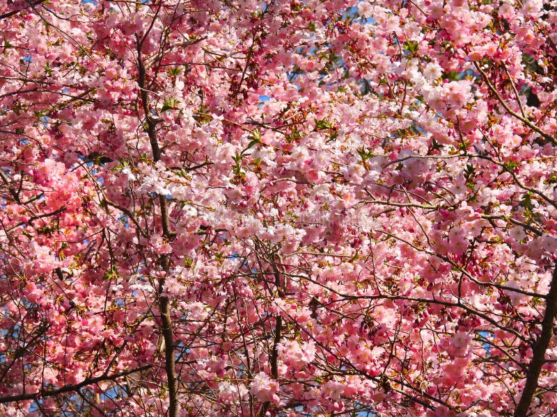 Crabapple Ornamental Tree with Pink Blossoms Along Cayuga Lake NYS ...
