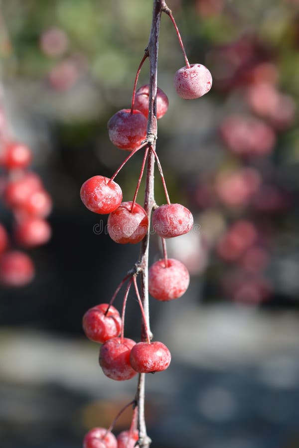 Crabapple Royal Beauty stock image. Image of outdoors - 301913219