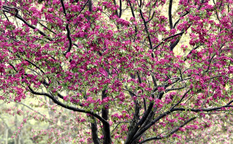 Crabapple Tree in Bloom stock image. Image of clusters - 5233633