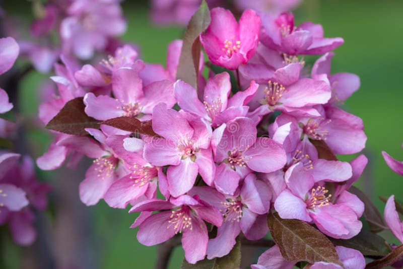 Pink Apple Tree Blossom in Spring Stock Image - Image of isolated ...