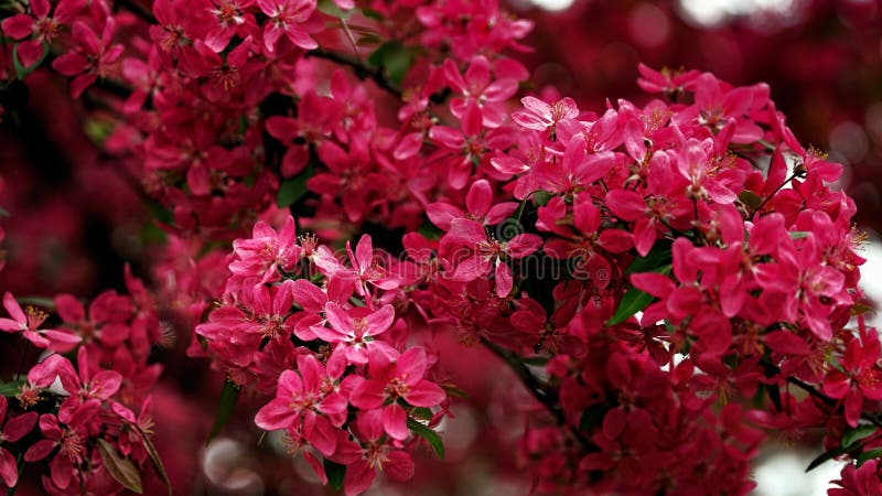 Crabapple Tree Blooming in Spring Stock Image - Image of branch, flower ...