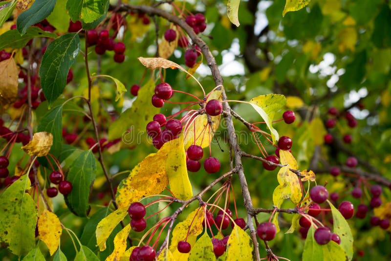 Crabapple Tree with Ripe Red Fruits. Fall Stock Image - Image of bright ...