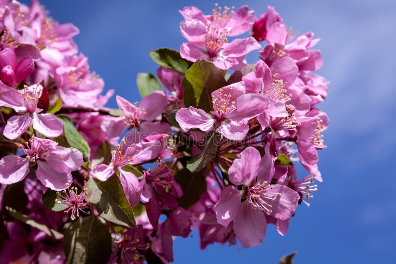 Crabapple Trees Blooming stock photo. Image of signs - 37758464