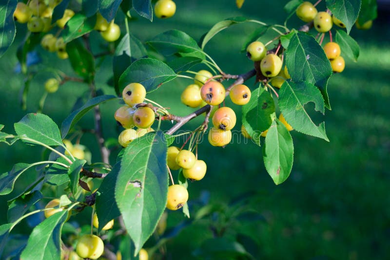 Crabapples (Malus) in Fall stock image. Image of commercial - 59857905