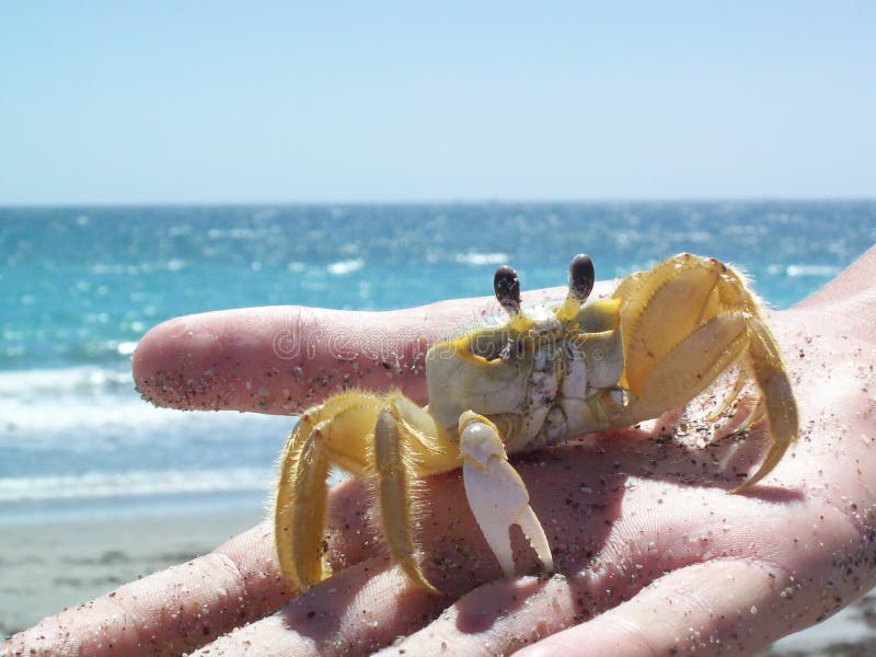 Crabby stock image. Image of life, animal, blue, beach - 55156519