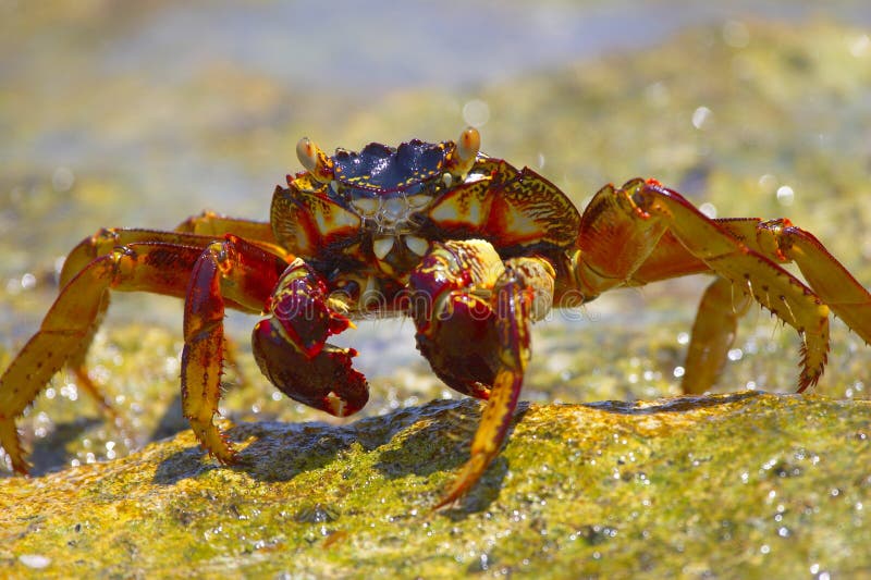 Crabe de roche rouge photo stock. Image du rouge, excrétez - 32646746