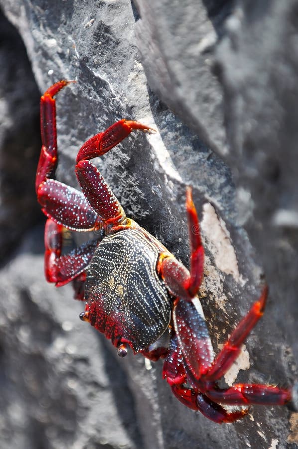 Crabes rouges des rochers photo stock. Image du nature - 20326052