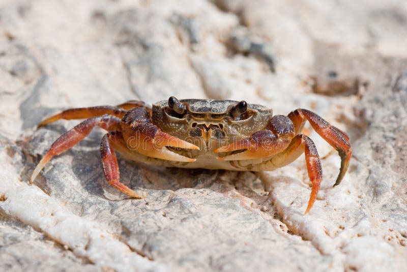 Crabe image stock. Image du gril, pince, nourriture, rouge - 34841649
