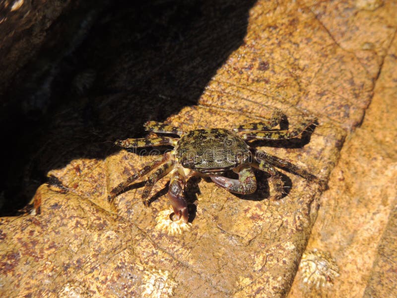 Crabe image stock. Image of carapace, roches, italie - 63387593