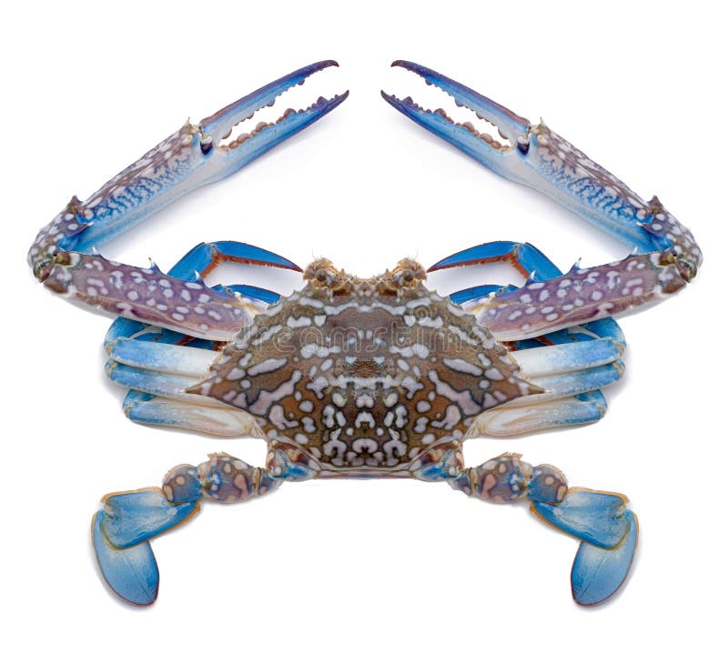 Crabe De Mer Sur Le Fond Blanc Image stock - Image du blanc, fond: 34912607