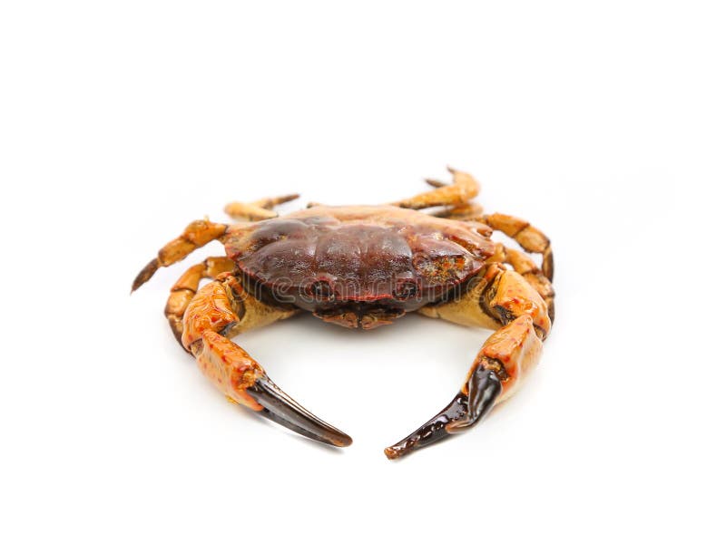Crabe Bouilli Par Jaune Sur Le Fond Blanc Photo stock - Image du ...