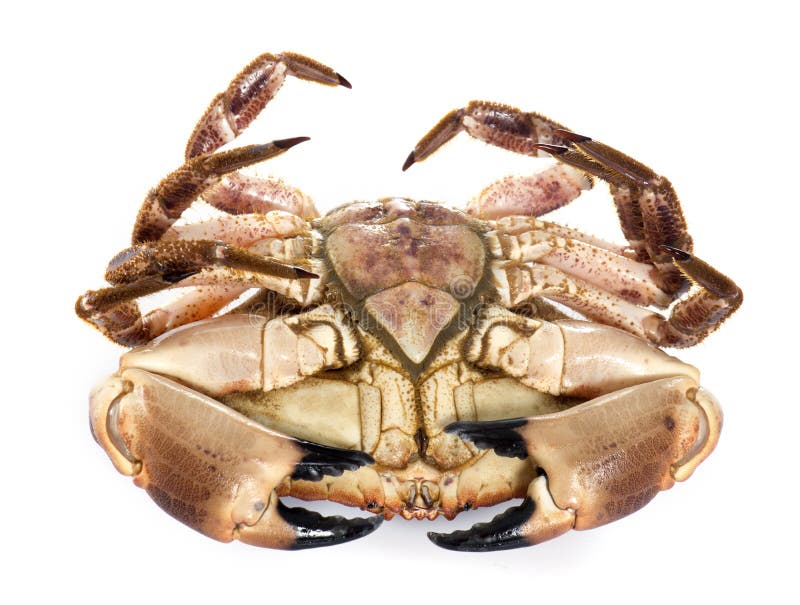 Crabe Brun Cuit Ou Tourteau Dormeur Image stock - Image du crustacéen ...