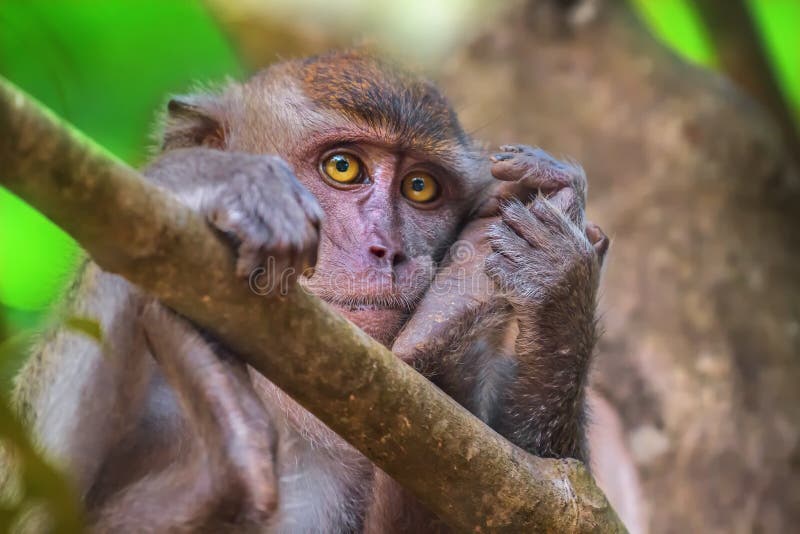 Crabe-consommation Du Macaque, Macaque Long-coupé La Queue ...