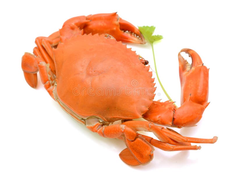 Steamed Crab in Pot. Live Crabs in a Pot. Steaming Shanghai Hairy Crabs ...