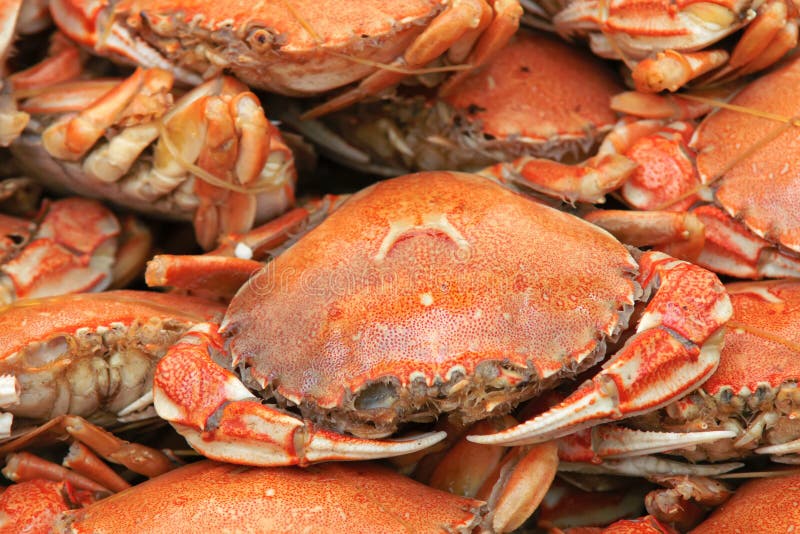 Crabe cuit image stock. Image du cuit, california, yeux - 17382441
