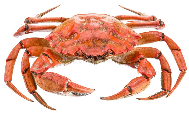 Crabe Brun Cuit Ou Tourteau Dormeur Image stock - Image du crabe ...