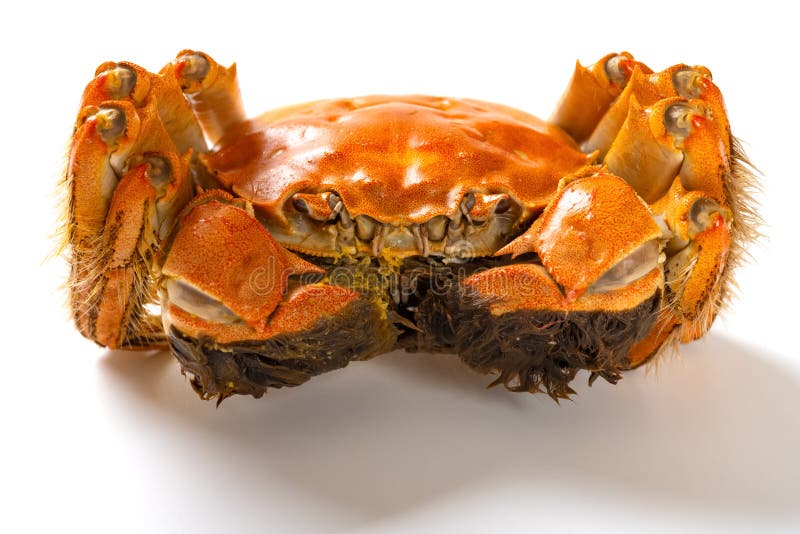 Crabe cuit sur fond blanc photo stock. Image du fermer - 198791794