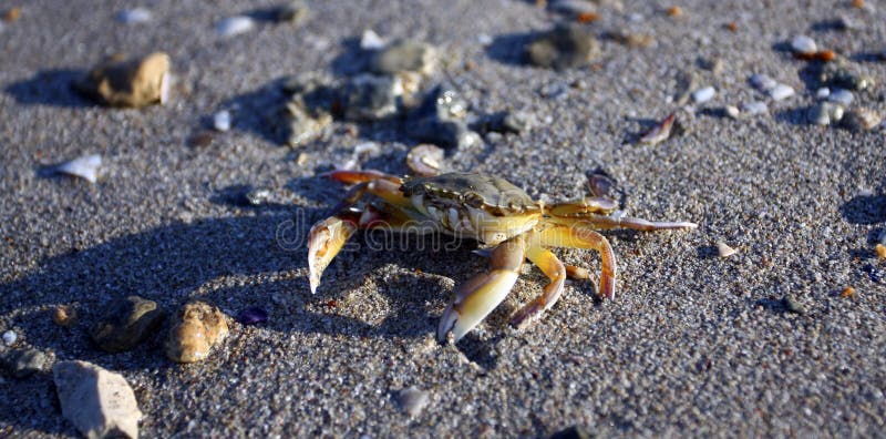 Crabe de mer image stock. Image du lecture, côte, ondes - 26353823